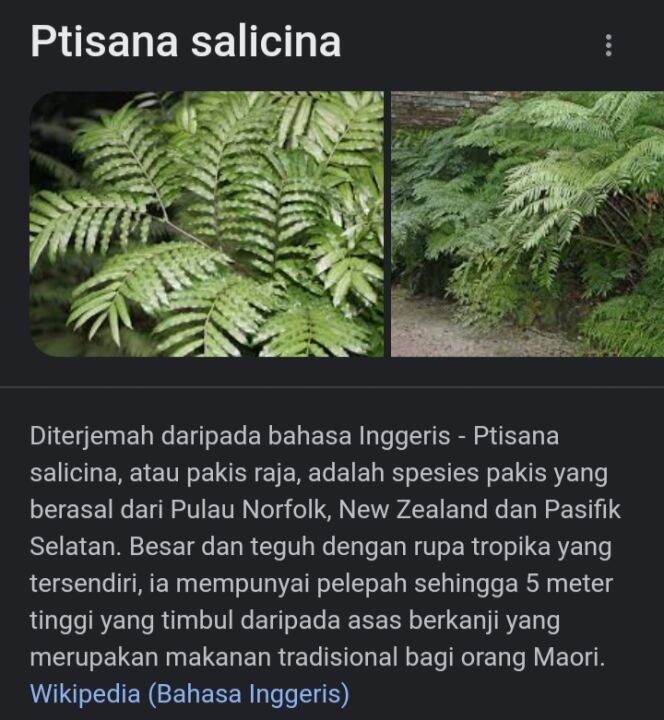 king fern / Ptisana salicina atau pakis raja | Lazada