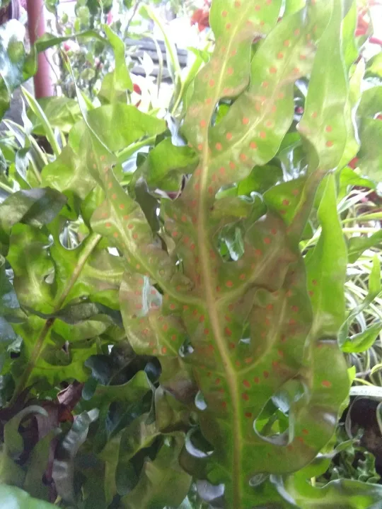 Japanese Fern Rare uprooted | Lazada PH