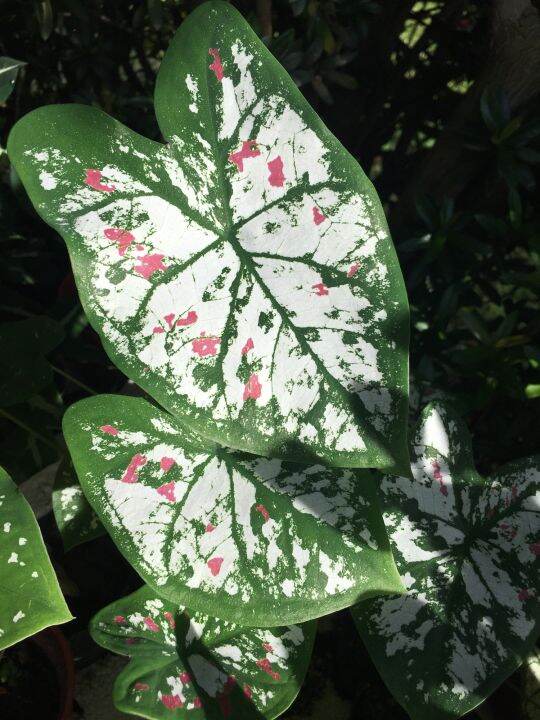 Live plant Caladium Tricolor - Small (no pot) | Lazada