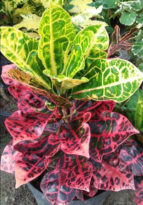 Tanaman Hias Puring Kura | Lazada Indonesia