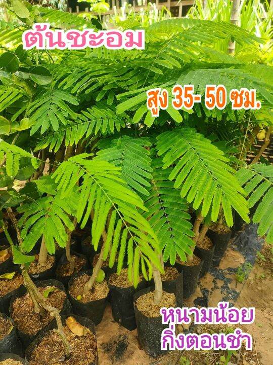 ต้นชะอม สูง 35-50 ซม. หนามน้อย กิ่งตอนชำ | Lazada.co.th