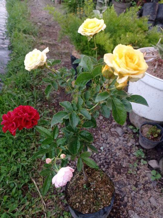 Rose Tree 1 pohon isi 2-3 Jenis Mawar | Lazada Indonesia