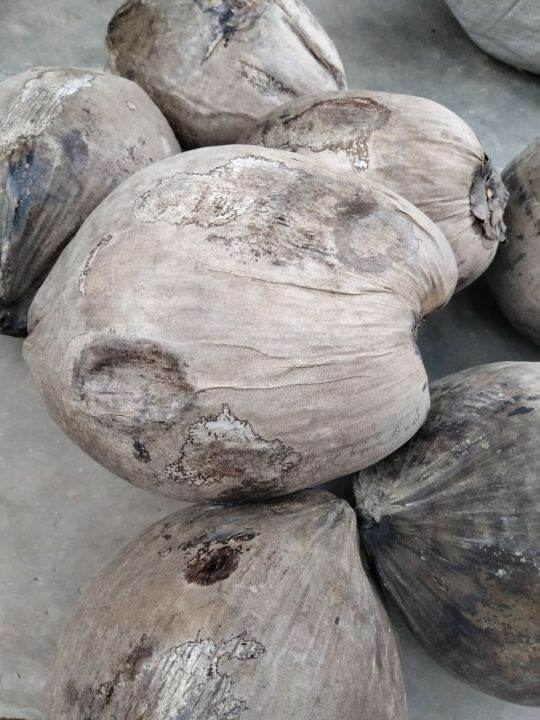 buah kelapa tua untuk bibit perkebunan per 1 butir | Lazada Indonesia