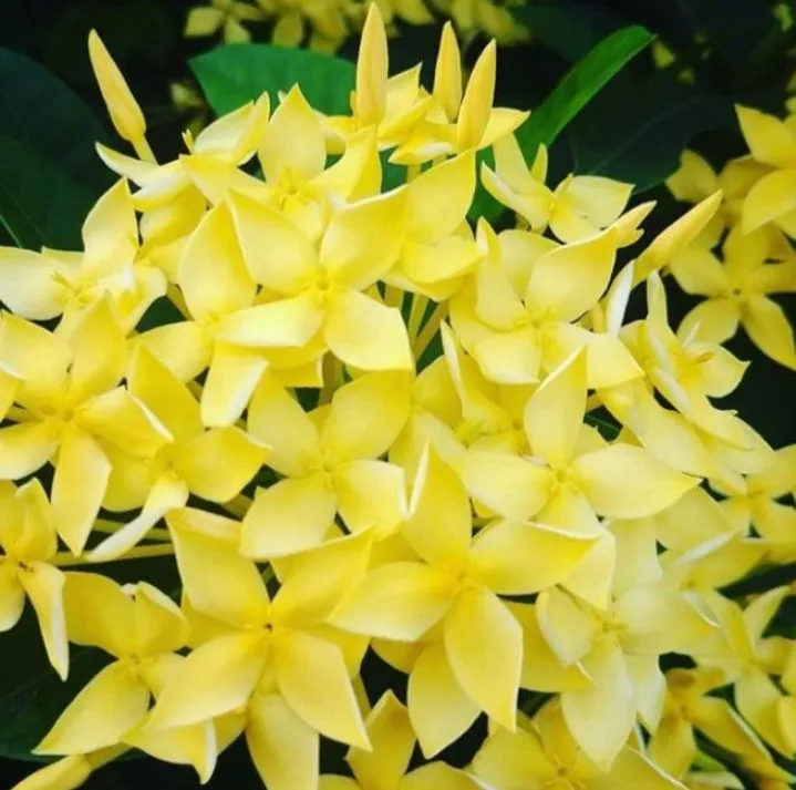 Soka jambon bunga kuning | Lazada Indonesia