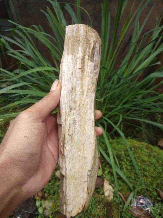 FOSIL KAYU PUTIH 25 CM | Lazada Indonesia
