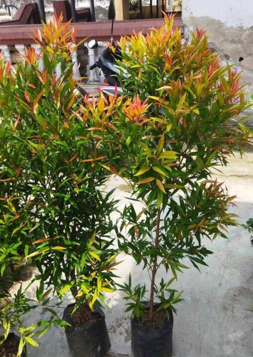 bibit tanaman pucuk merah tinggi 1 meter | Lazada Indonesia