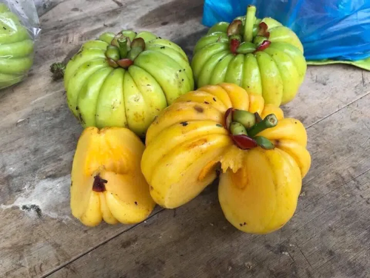 Pokok asam gelugur Thailand | Lazada