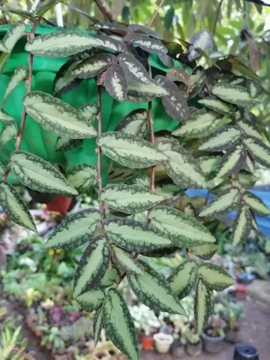 Trailing Watermelon Begonia | Lazada PH