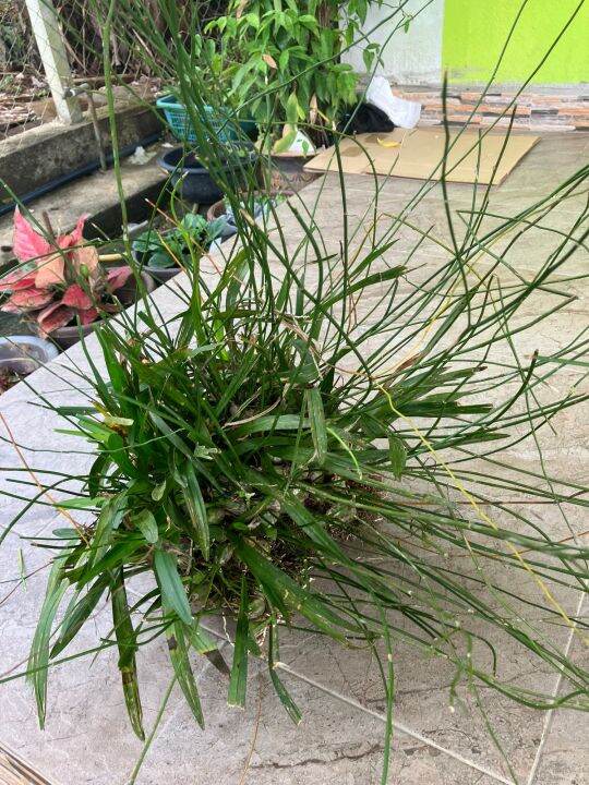 pokok orkid hutan | Lazada
