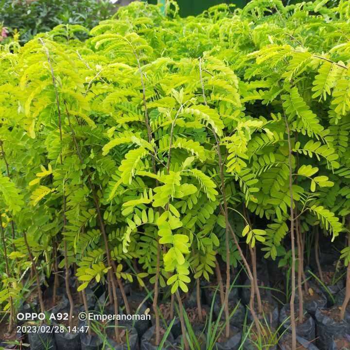Bibit Tanaman Pohon Asem Jawa Bahan Bonsai | Lazada Indonesia