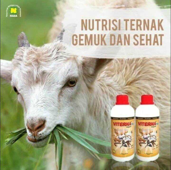 Vitamin Ternak Kambing - Nutrisi Ternak Kambing - Penambah Nafsu Makan ...