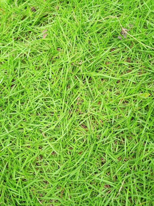 Rumput Jepang rumput taman 15x15 cm | Lazada Indonesia