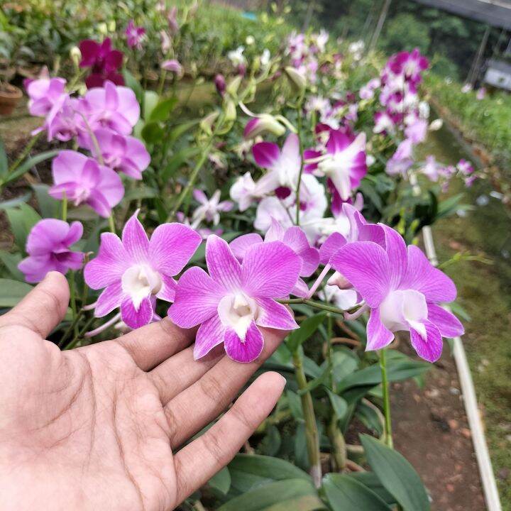Anggrek Hidup, Bisa Untuk Bunga Potong | Lazada Indonesia