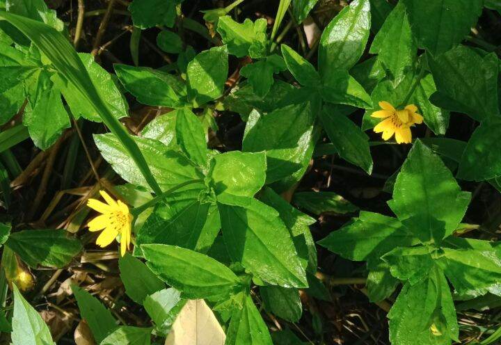 pokok bunga kuning | Lazada