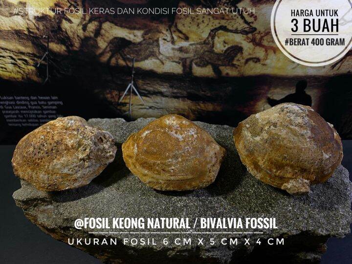 Fosil Kerang Purba Temuan A33 atau Fosil Bivalvia atau Fosil Kijing ...