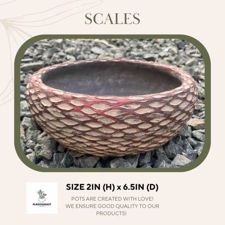 SCALES RED CACTUS TERRACOTTA CLAY POTS 2.25x6.5 | Lazada PH