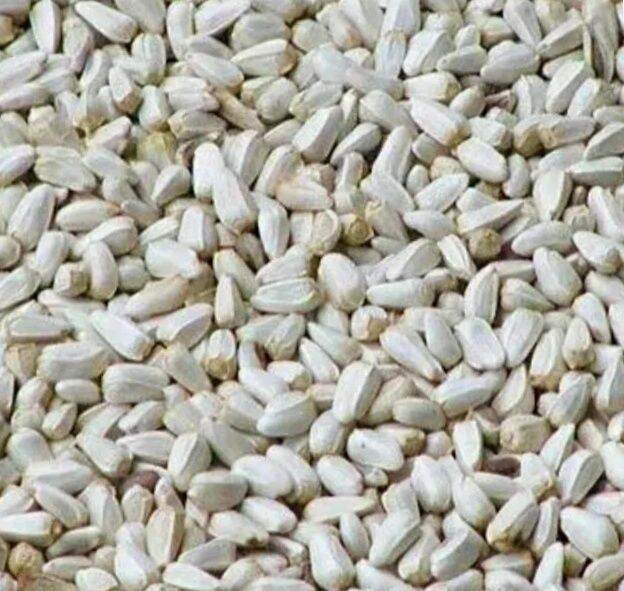 SAFFLOWER SEEDS 1KILO | Lazada PH