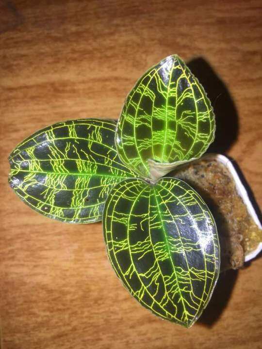 macodes petola | Lazada.co.th