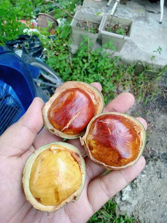 JERING TUA 500G SIAP KOPEK / JENGKOL | Lazada