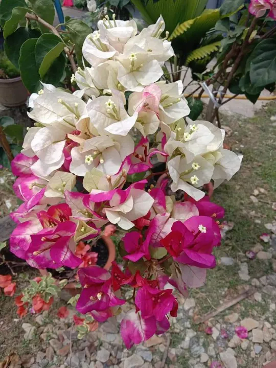 bunga Bougenville citra India | Lazada Indonesia