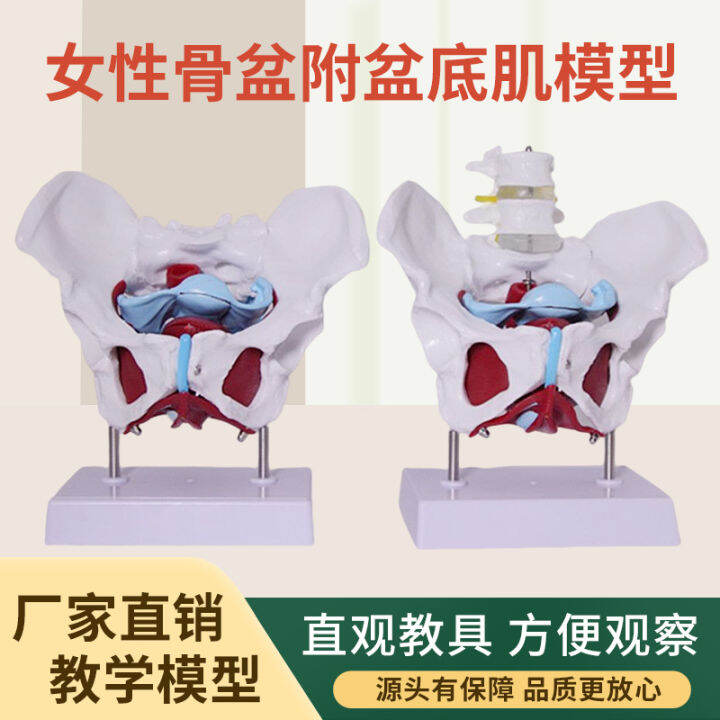 Teaching Simulation Pelvic Floor Muscle Female Pelvis and Uterine Model ...