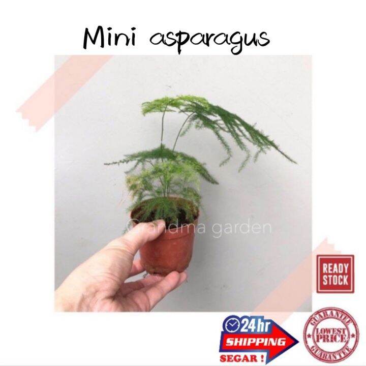 (GG real plant) mini asparagus ^ pokok hidup hiasan rumah dalaman ...