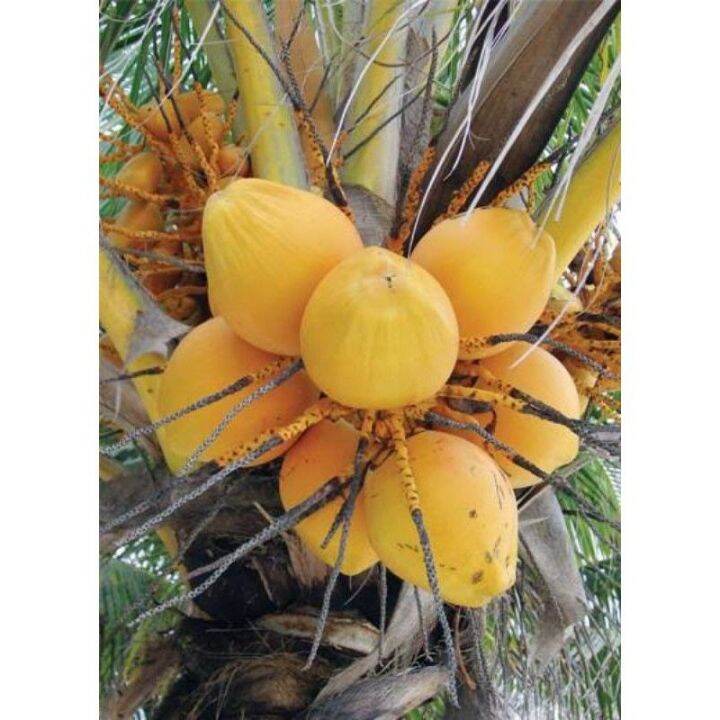 Kelapa gading kuning Segar per biji | Lazada Indonesia
