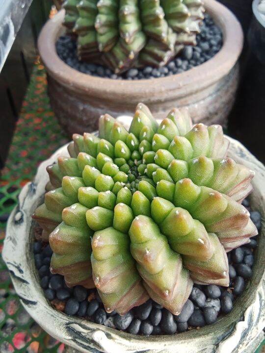 gymno inermis | Lazada PH