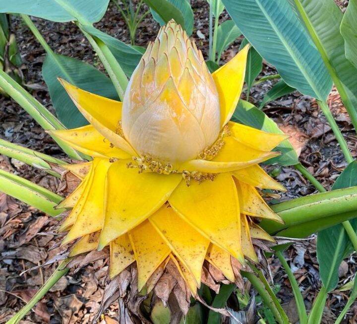 Anak pokok lotus banana REAL PLANT | Lazada