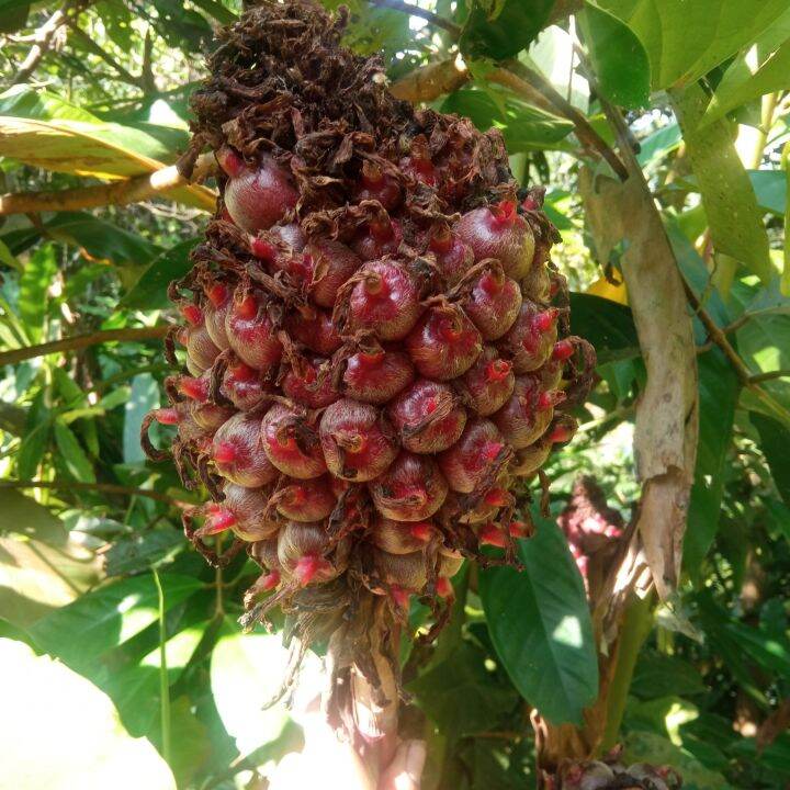 BUAH HONJE LAKA SUPER | Lazada Indonesia