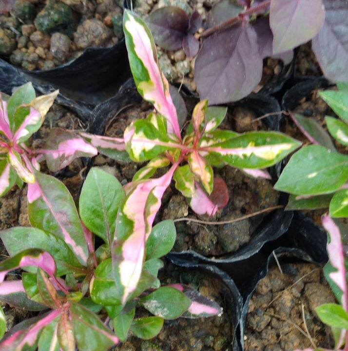 POKOK RENEK- ALTERNANTHERA 'PARTY TIME'.( | Lazada