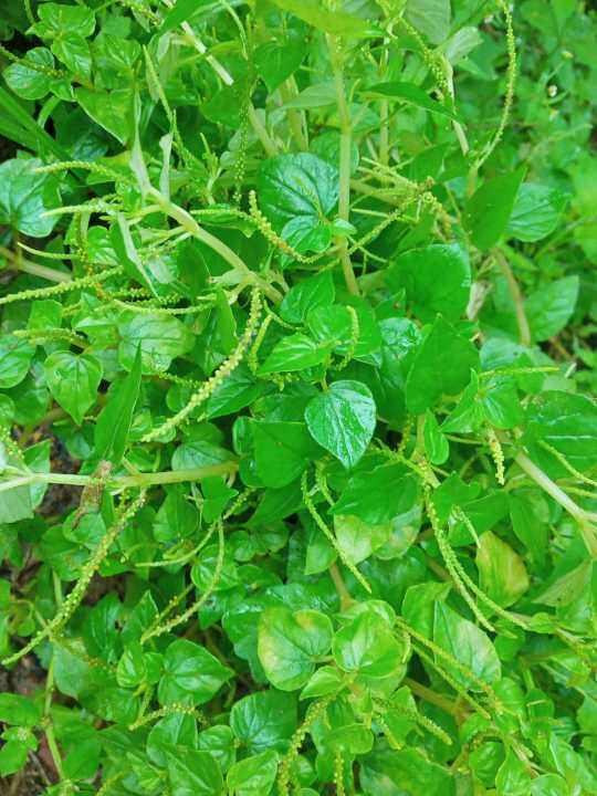 DAUN SIRIH CINA SEGAR FRESH 250 GRM | Lazada Indonesia