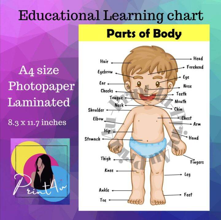 Parts of Body Educational Chart Laminated - A4 | Lazada PH