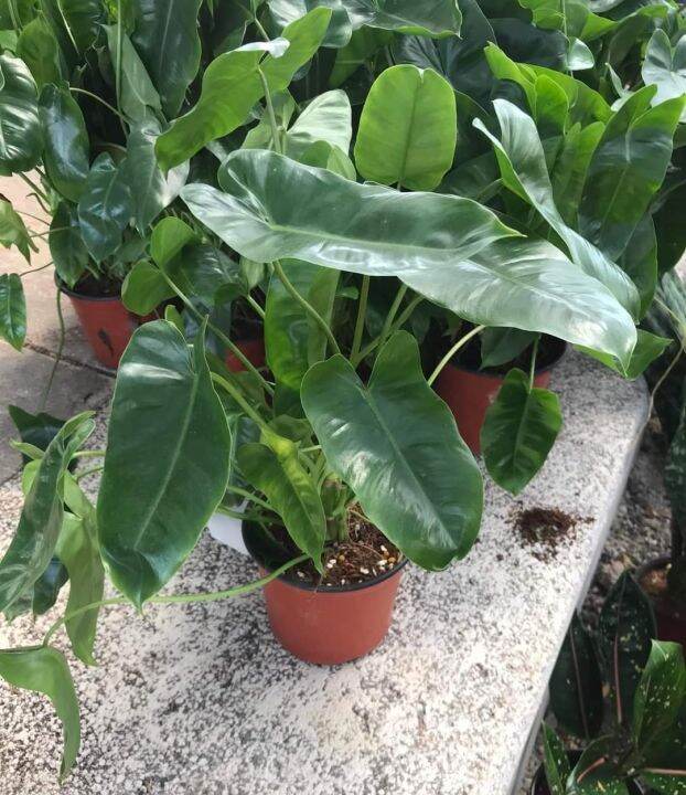 Philodendron Green Burle Marx Plant Evergreen Pokok | Lazada