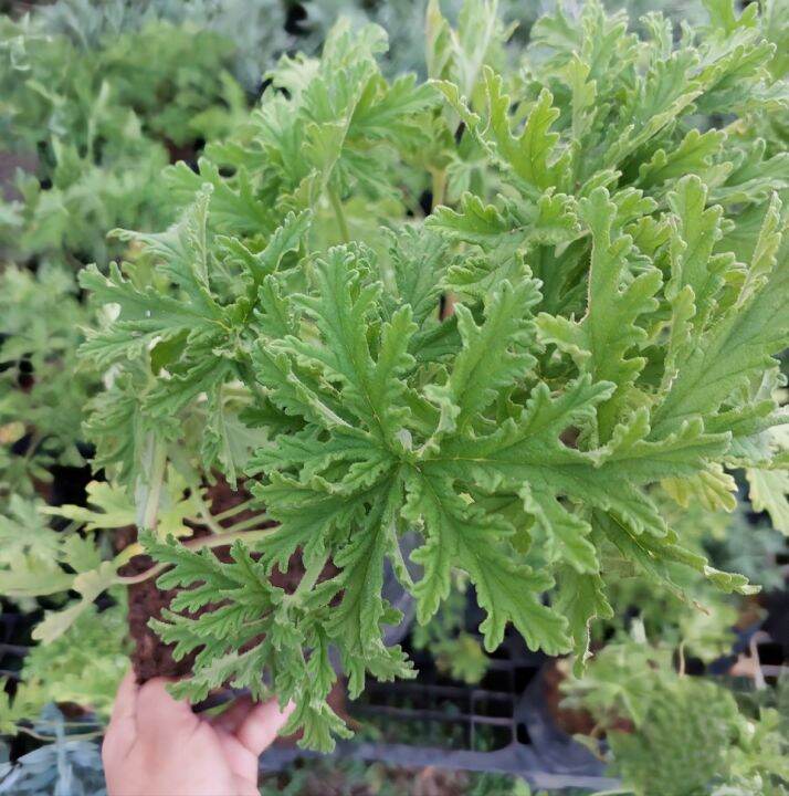 Citronella Malvarosa Plant | Lazada PH