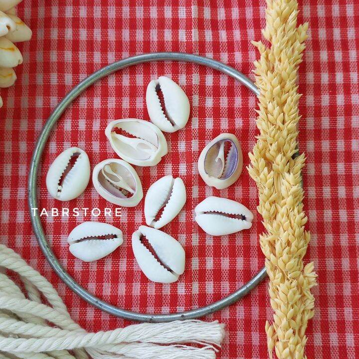 Kerang Kuwuk 100gr | Biji Congklak | Kerang Hias | Kerang Laut | Bahan ...