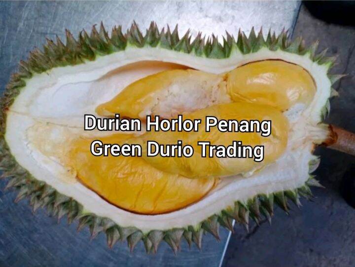 ANAK POKOK DURIAN HORLOR PENANG | Lazada