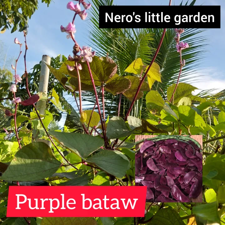 Nero's purple bataw seeds (5 seeds) | Lazada PH