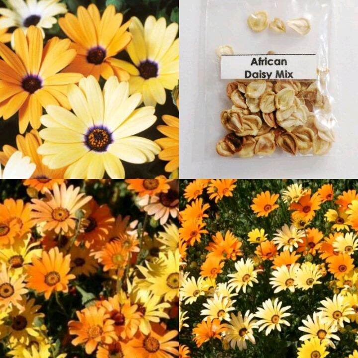 AFRICAN DAISY MIX flower seeds | Lazada PH