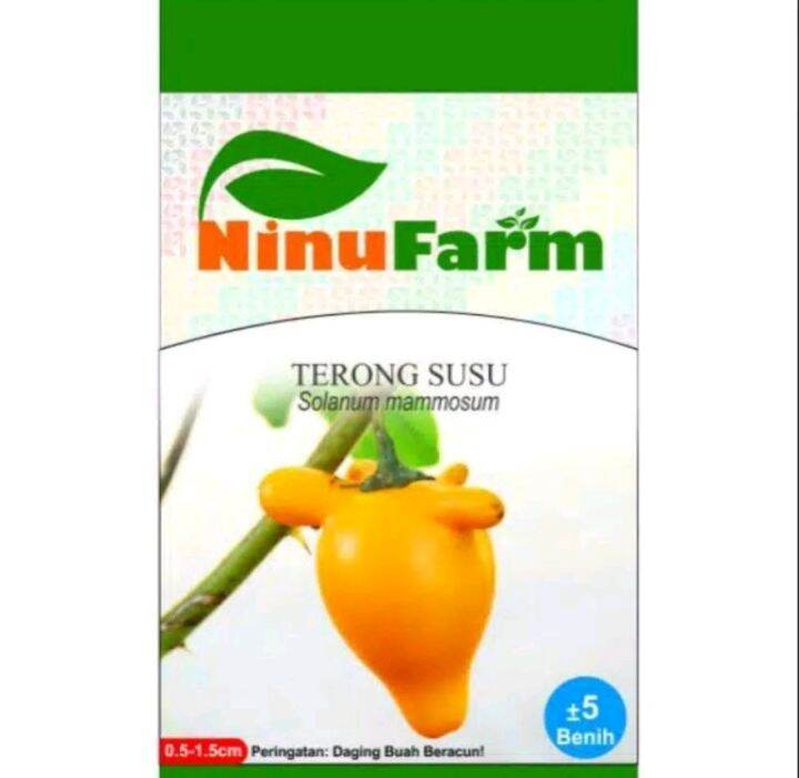 Benih TERONG SUSU / TERONG KUNING | Lazada Indonesia