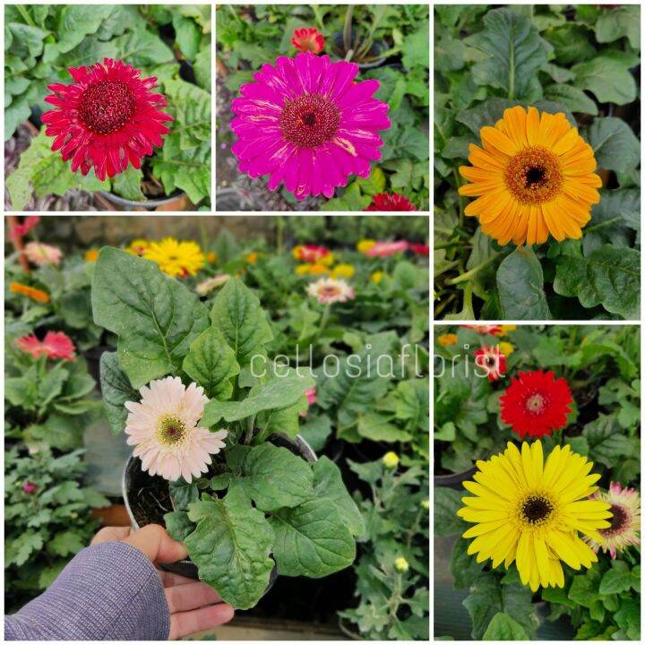 Tanaman Hias Bunga Garberas / Herbras / Elbra (Berbunga) | Lazada Indonesia