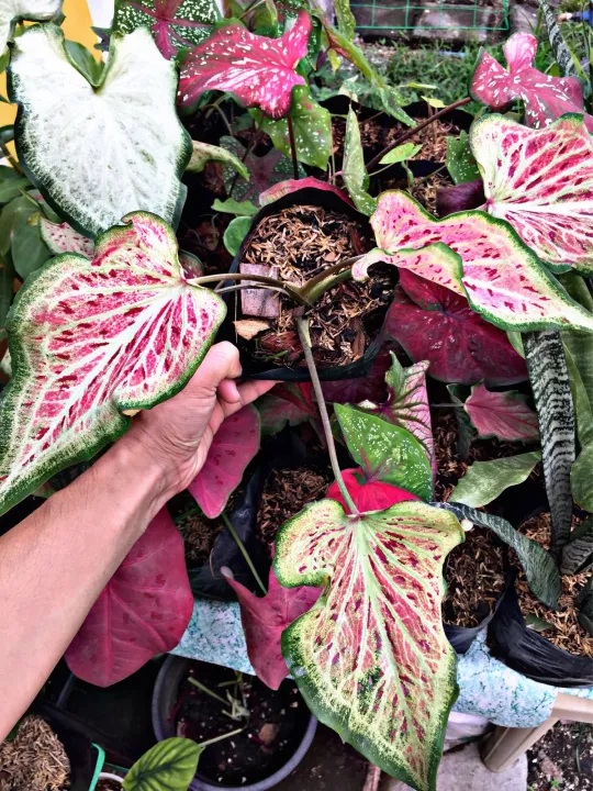 'GINGERLAND' ANGEL WINGS CALADIUM (LIVE PLANT) | Lazada PH