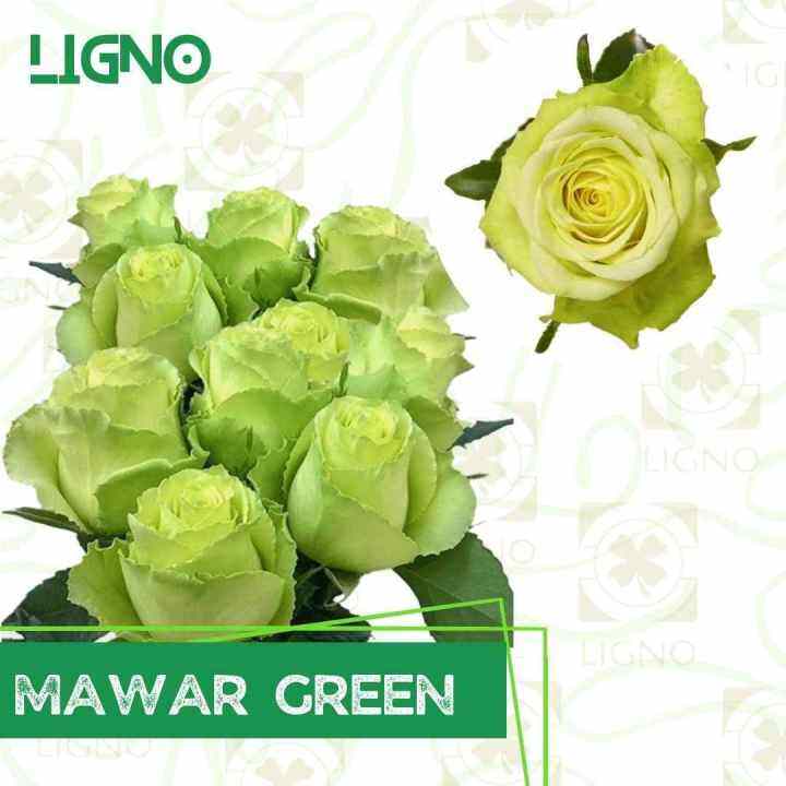 Benih MAWAR GREEN Biji Bibit Bunga | Lazada Indonesia