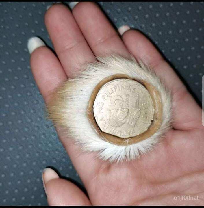 Pilik mata ng kambing 100%ORIGINAL Authentic pang kiliti | Lazada PH