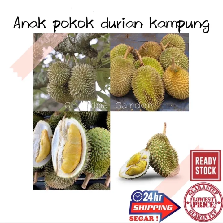 (GG real plant) anak Pokok durian kampung ^ cpt berbuah top quality ... (GG real plant) anak Pokok durian kampung ^ cpt berbuah top quality ...