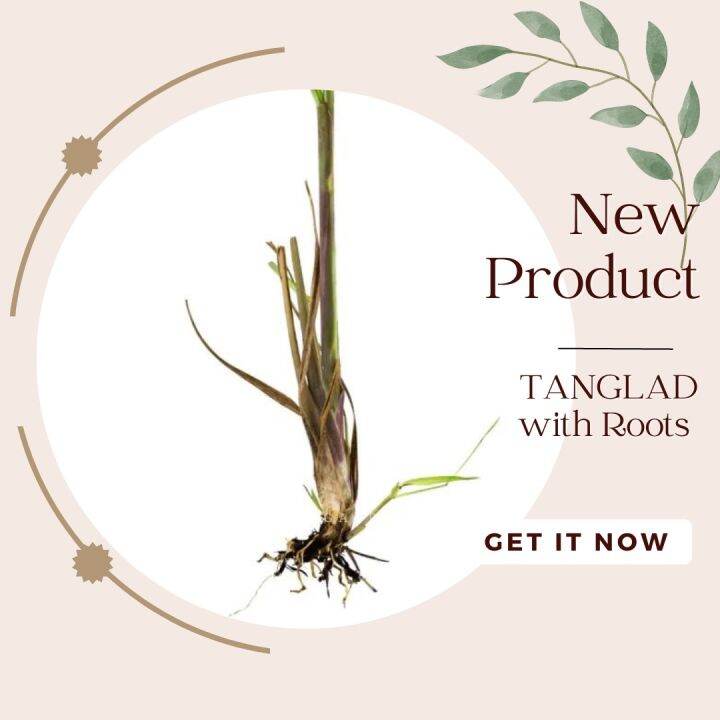 Tanglad with roots (Pantanim) | Lazada PH