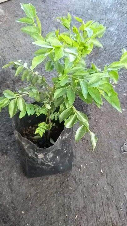 Anak pokok kari, karipuley, bau wangi, edible curry leaves plant | Lazada
