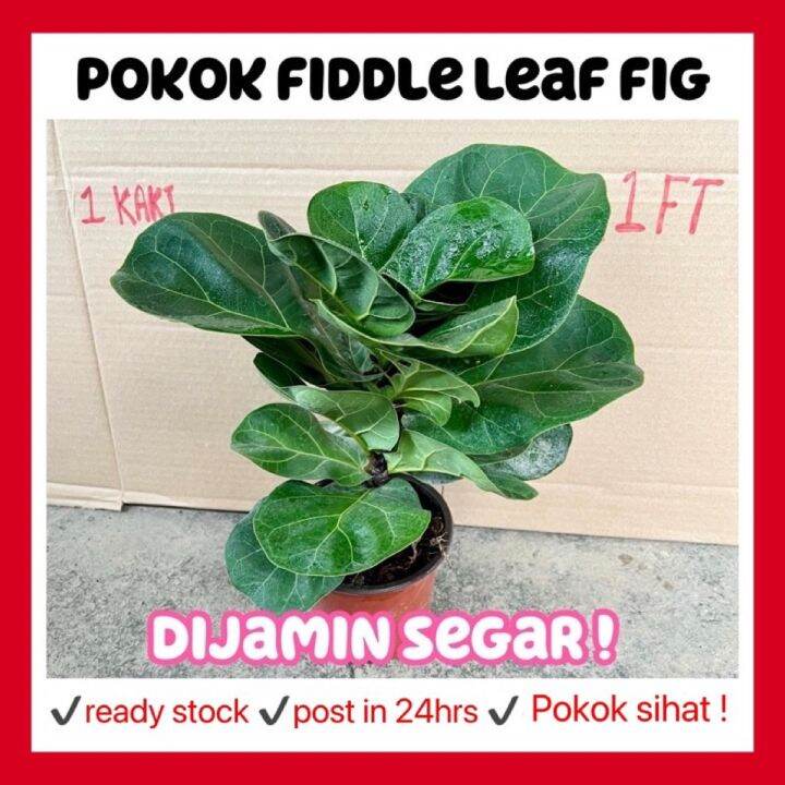 Rina • fiddle leaf fig • anak pokok ketapang ficus lyrata rimbun live ...
