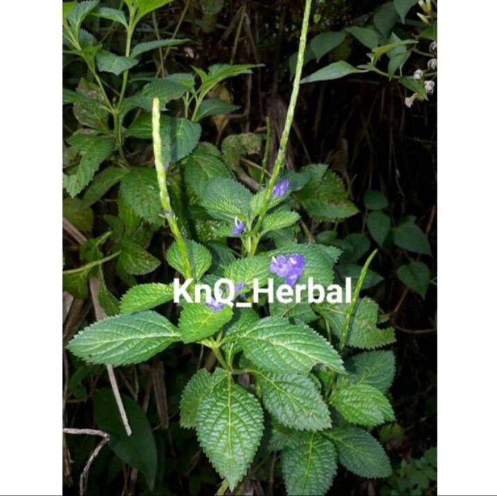 Daun Pecut Kuda Asli Segar 500gram Daun Jarong Herbal | Lazada Indonesia