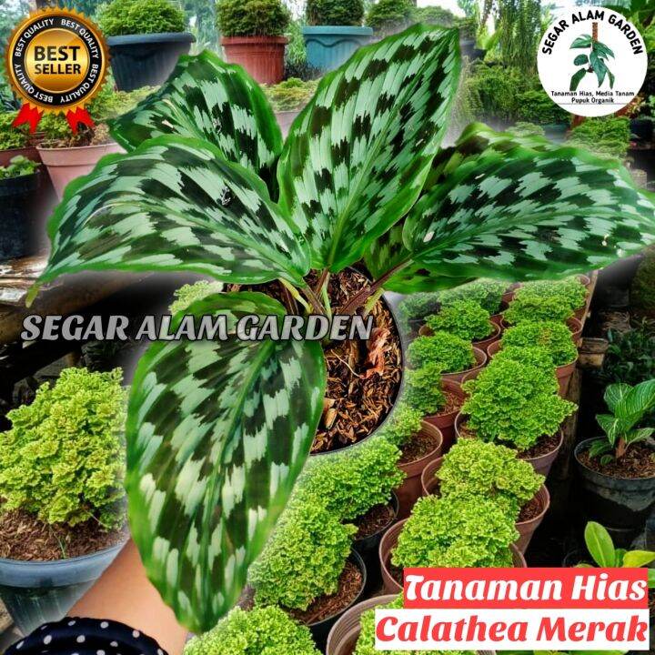 Tanaman hias Calathea Merak | Lazada Indonesia